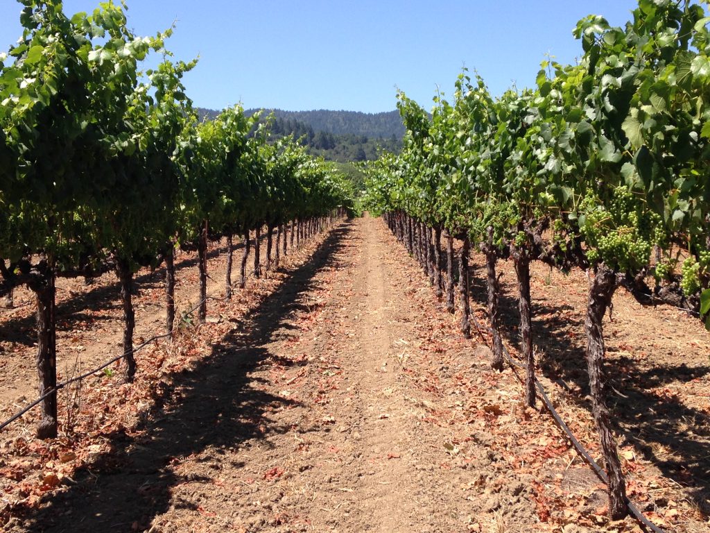 In the Vineyard with Richard Rued - Wines of Dry Creek Valley