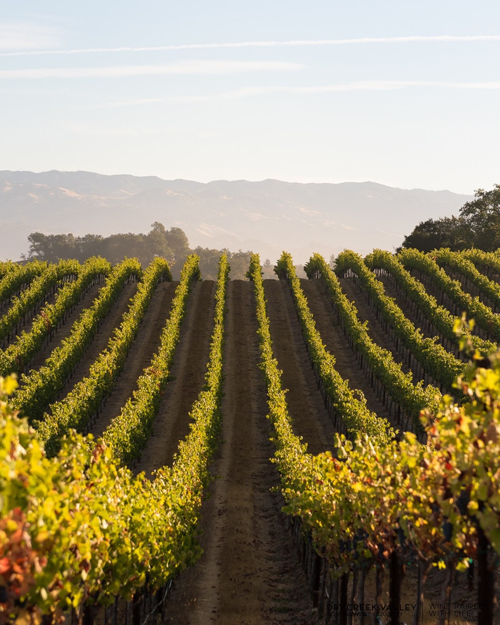 Wines of Dry Creek Valley | Winegrowers Of Dry Creek Valley